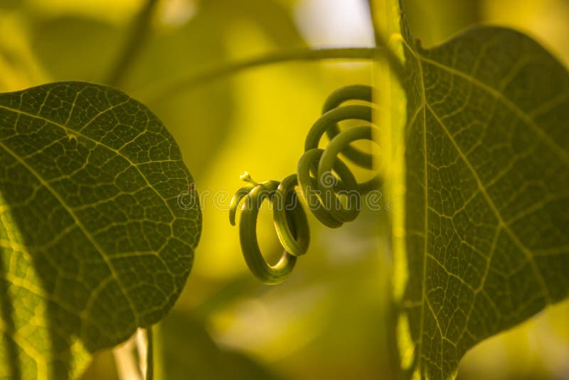 Loops of a Green Vine Plant in the Garden Stock Photo - Image of branch ...