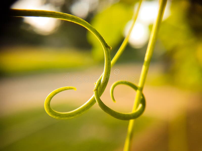 Loops Linked of a Vine Plant Stock Photo - Image of grass, nature ...