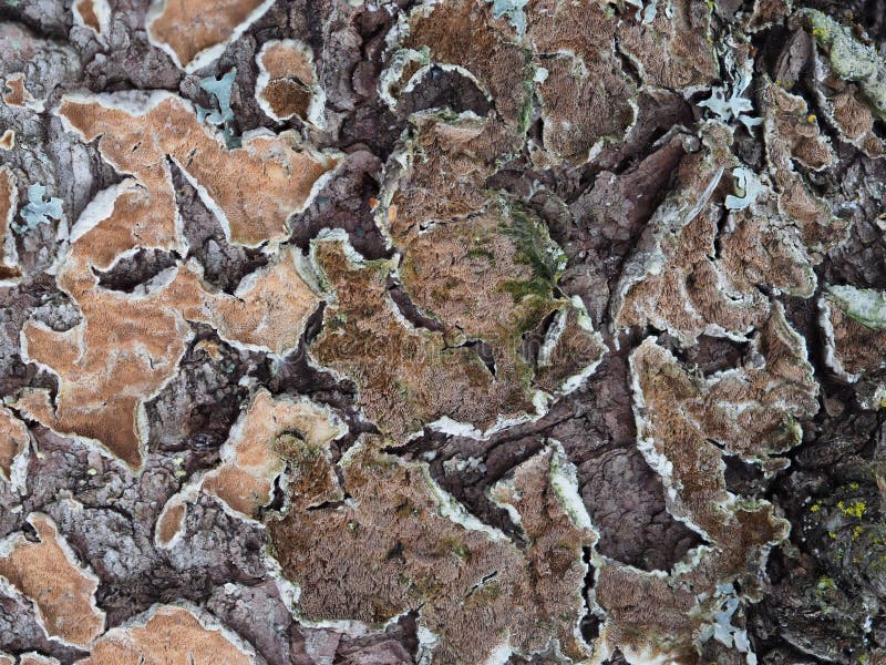 Loose bark texture stock image. Image of trunk, plant - 207783085