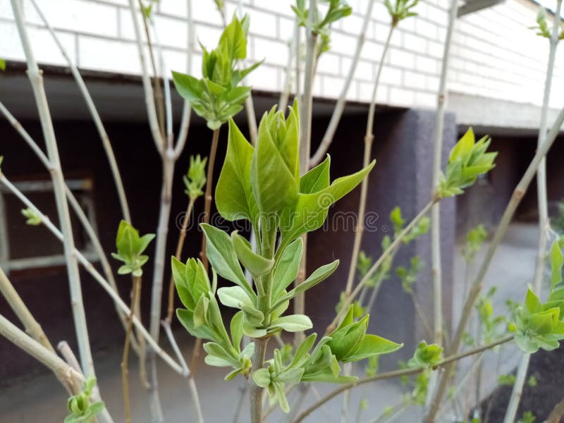 972 Loose Buds Stock Photos - Free & Royalty-Free Stock Photos from ...