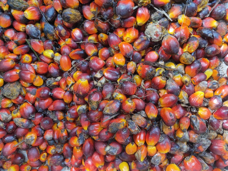 Loose fruit of oil palm stock image. Image of fruit - 204764807