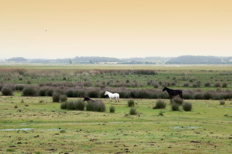Loose horses in the field stock image. Image of farm - 246479177