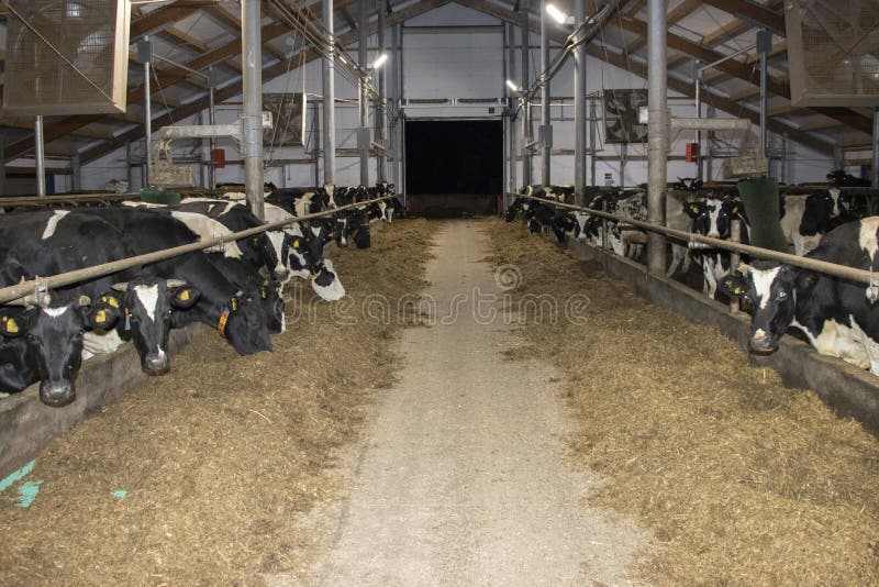 Loose Keeping of Cattle. Cow Farm Stock Image - Image of domestic ...