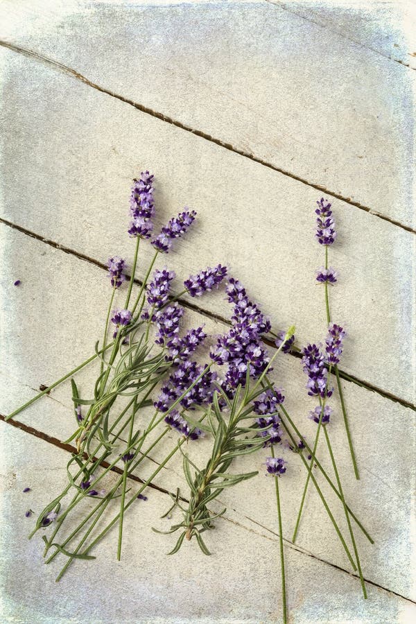 Loose Lavender Twigs on Grunge Table Stock Photo - Image of fashioned ...