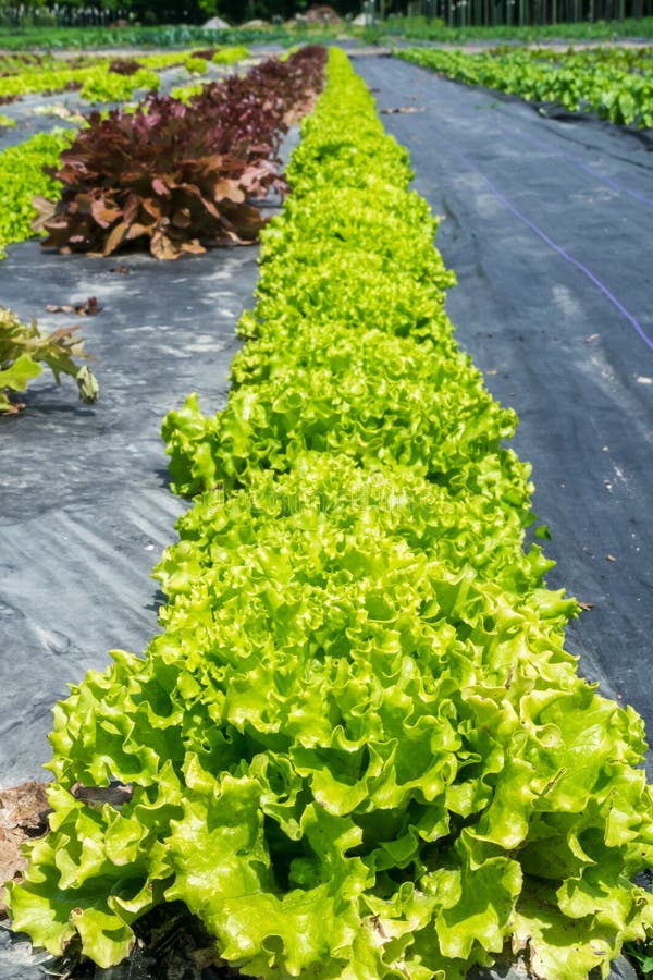 Loose Leaf Lettuce in the Field Stock Photo - Image of green, farming ...
