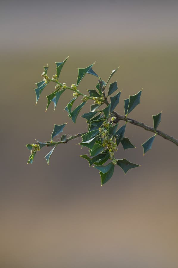 Loose Quebracho in the Pampas Forest, Stock Photo - Image of endangered ...