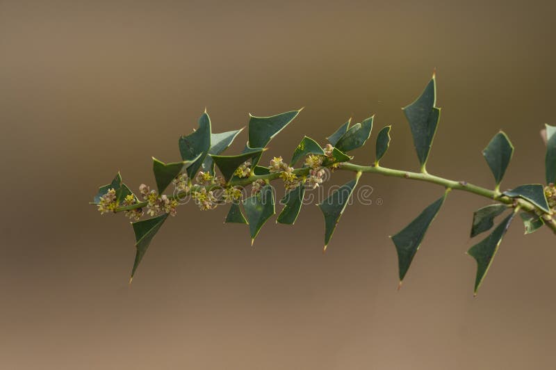 Loose Quebracho in the Pampas Forest, Patagonia, Stock Photo - Image of ...