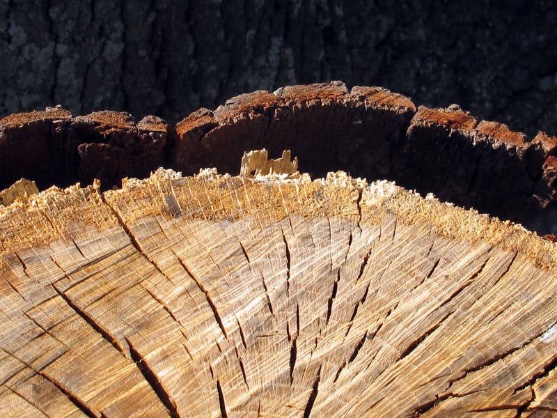Loose ring of bark stock photo. Image of destruction - 83433654