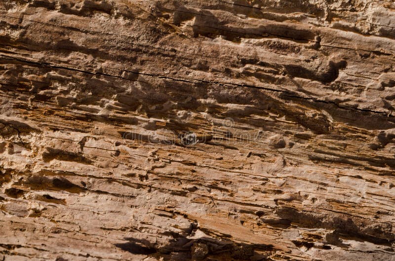 Loose Texture of Rotten Wood Stock Image - Image of boards, nature ...