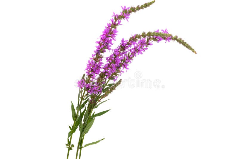 Loosestrife Flower Isolated Stock Image - Image of flora, botany: 281400361