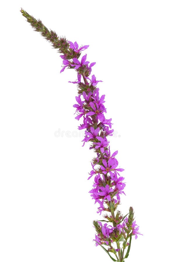 Loosestrife Flower Isolated Stock Image - Image of flora, botany: 281400361