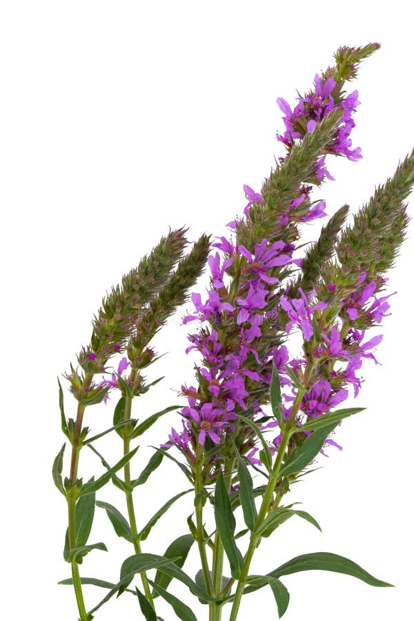 Loosestrife Flower Isolated Stock Image - Image of flora, botany: 281400361