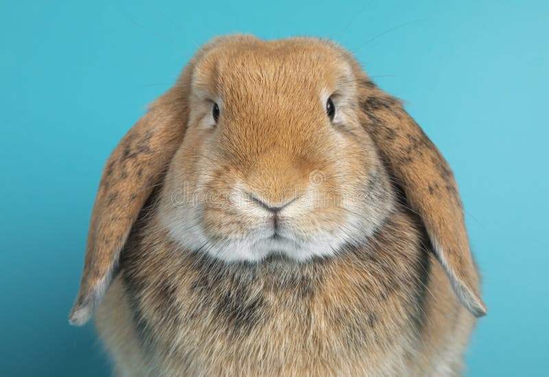 Lop Ear Rabbit Head Stock Photos - Free & Royalty-Free Stock Photos ...