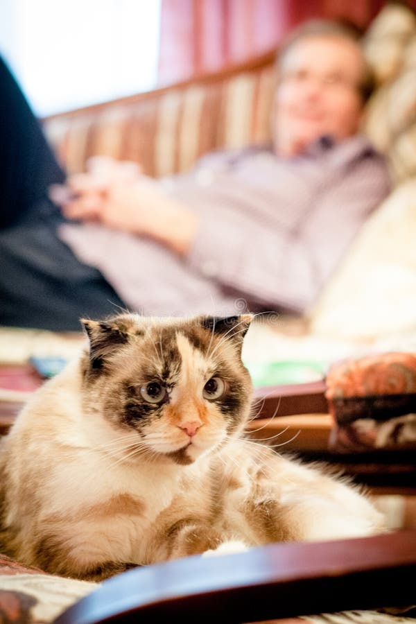 Lop Eared Breed Cat Background Men Stock Photos - Free & Royalty-Free ...