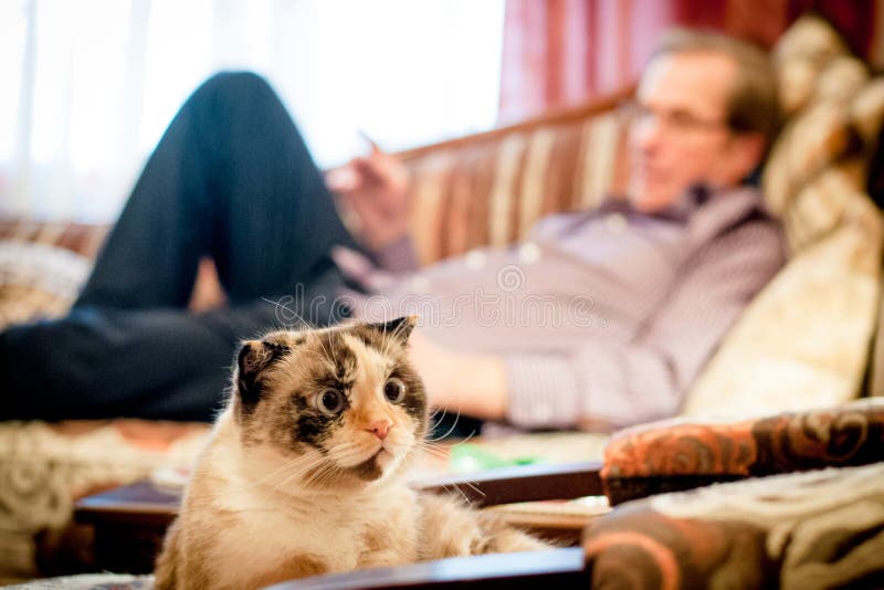 Lop Eared Breed Cat Background Men Stock Photos - Free & Royalty-Free ...