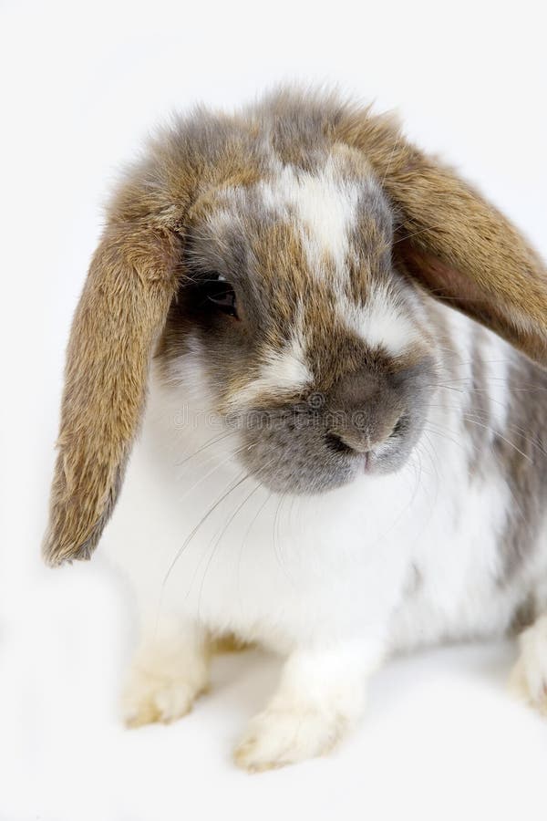 Lop-Eared Domestic Rabbit Against White Background Stock Image - Image ...