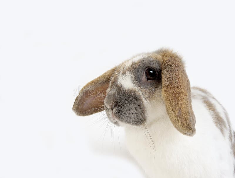 Lop-Eared Domestic Rabbit Against White Background Stock Photo - Image ...