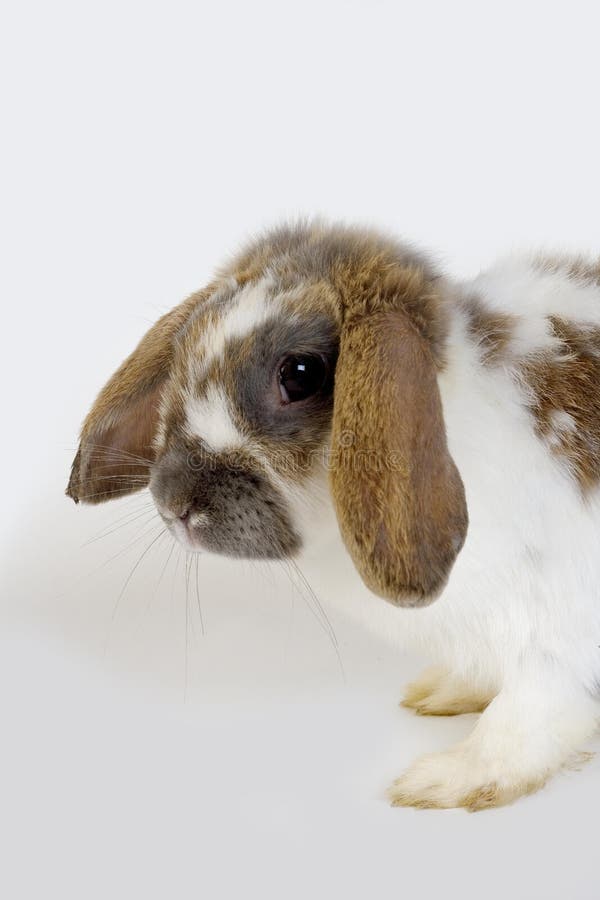 Lop-Eared Domestic Rabbit Against White Background Stock Image - Image ...