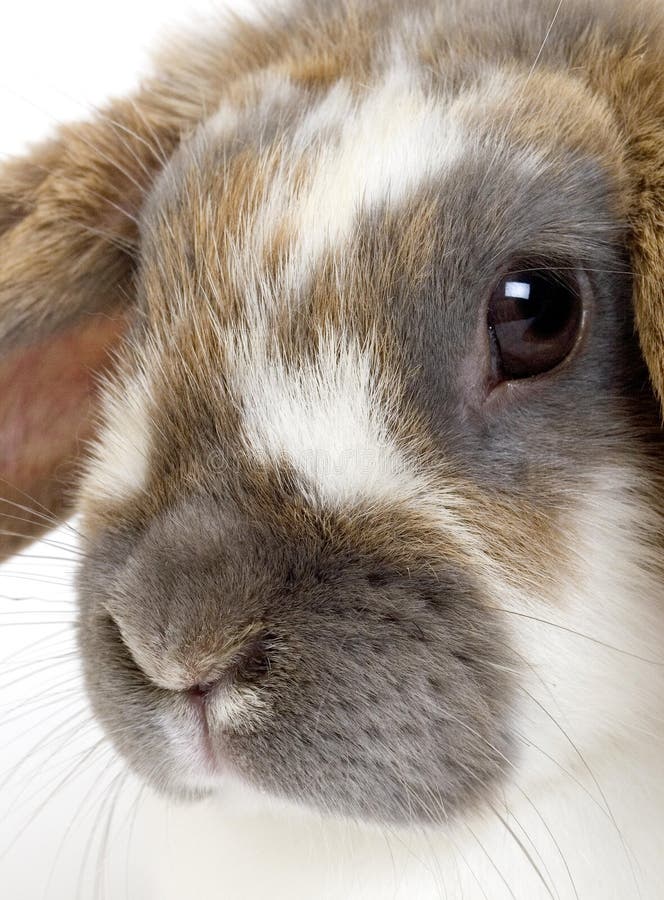 Lop-Eared Domestic Rabbit Against White Background Stock Photo - Image ...
