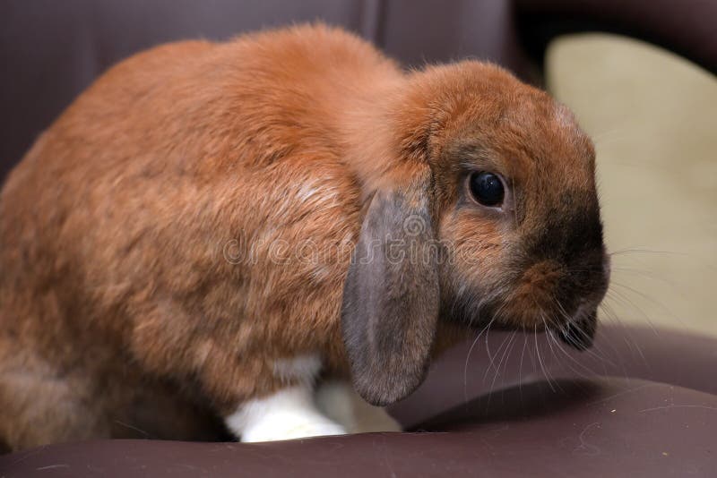 112 Brown Lop Eared Dwarf Rabbit Stock Photos - Free & Royalty-Free ...