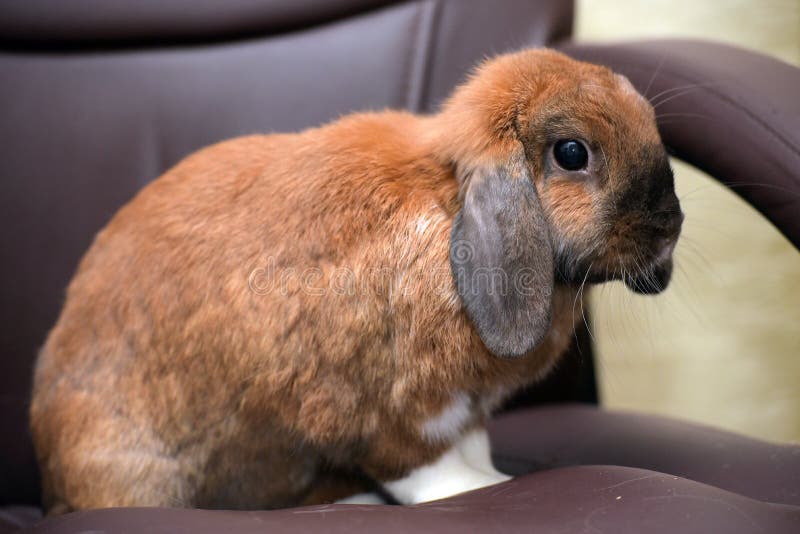 Lop-eared domestic rabbit stock image. Image of animal - 155301687