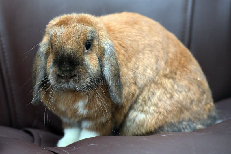 112 Brown Lop Eared Dwarf Rabbit Stock Photos - Free & Royalty-Free ...