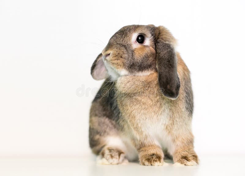 A Lop Eared Pet Rabbit on a White Background Stock Image - Image of ...