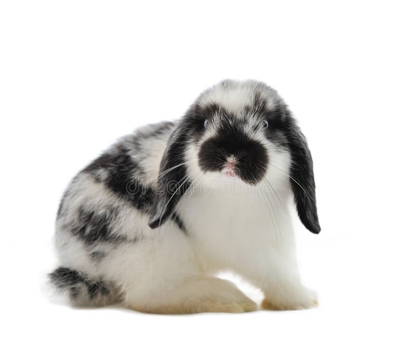 Lop-eared rabbit stock photo. Image of beige, isolated - 23389008