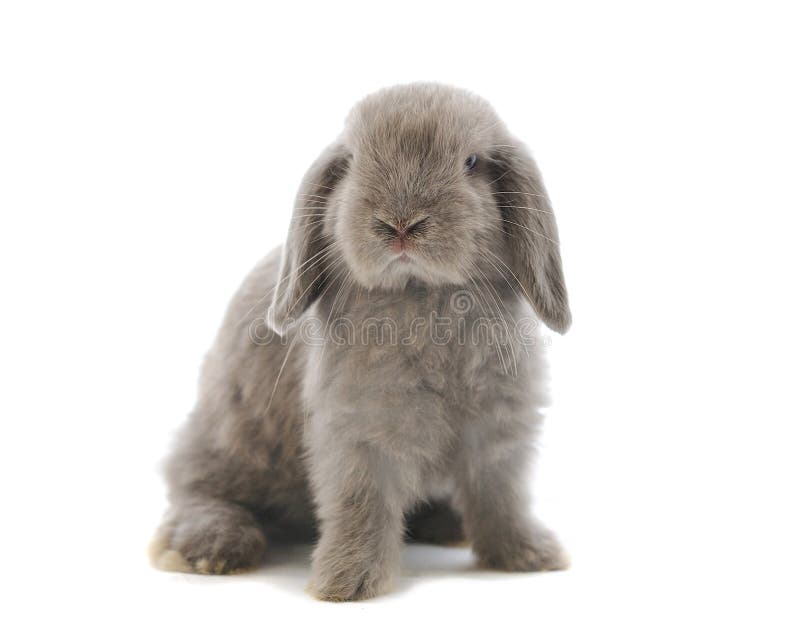 Lop-eared rabbit stock photo. Image of adorable, cute - 23389020