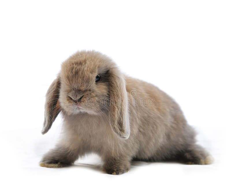 Lop-eared rabbit stock photo. Image of closeup, beautiful - 23397312