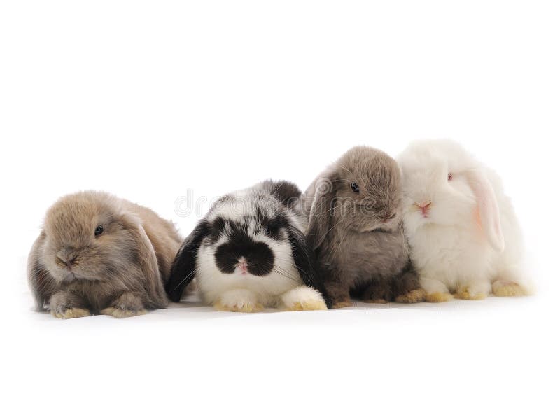 Lop-eared rabbit stock image. Image of farm, dwarf, bunny - 23398165