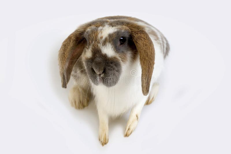 Lop-Eared Rabbit Against White Background Stock Image - Image of ...