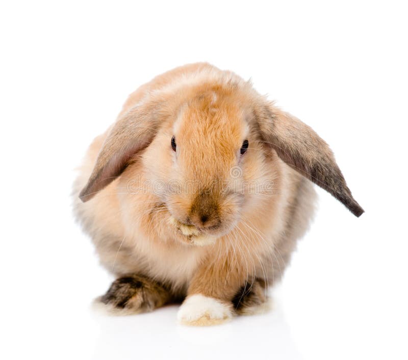 Lop-eared Rabbit in Front View. Isolated on White Background Stock ...