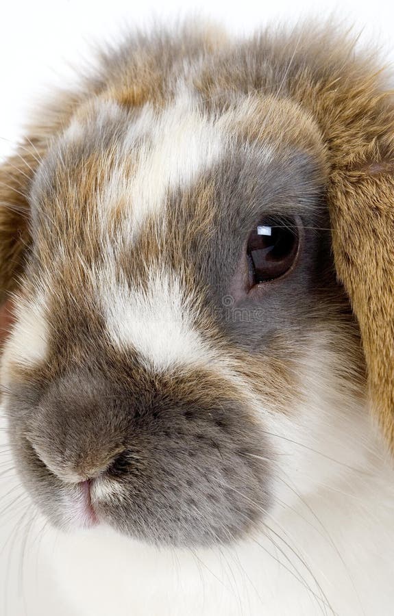 Lop-Eared Rabbit, Close Up of Head Stock Photo - Image of farm, close ...