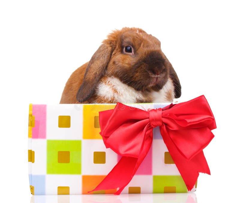 Lop-eared Rabbit in a Gift Box with Red Bow Stock Photo - Image of ...