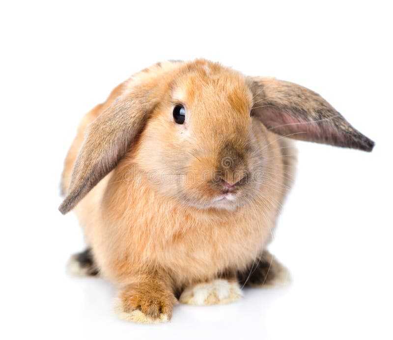 Lop-eared Rabbit in Front View. Isolated on White Background Stock ...