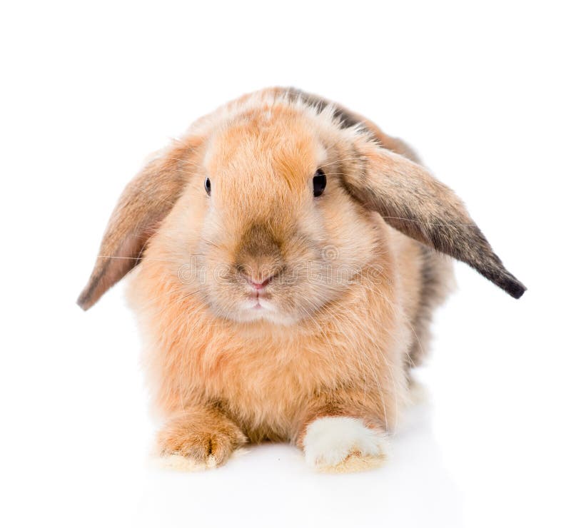 Lop-eared Rabbit in Front View. Isolated on White Background Stock ...