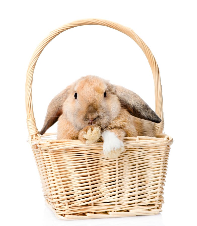 Lop-eared Rabbit Sitting in Basket. Isolated on White Background Stock ...