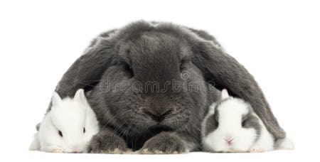Lop-eared Rabbit and Young Rabbits, Isolated Stock Photo - Image of ...