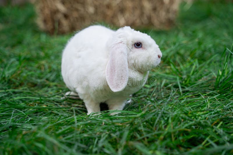 Lop-eared Ram White Rabbit - Medium Sized Rabbit Sits on Green Grass on ...