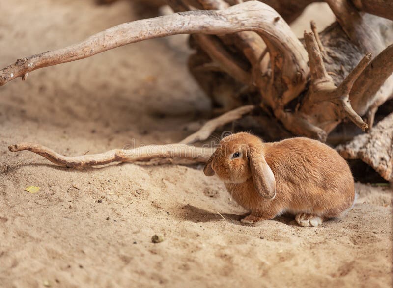 A Lop-eared Red Rabbit Sits on the Sand Under the Roots of a Tree. Pet ...