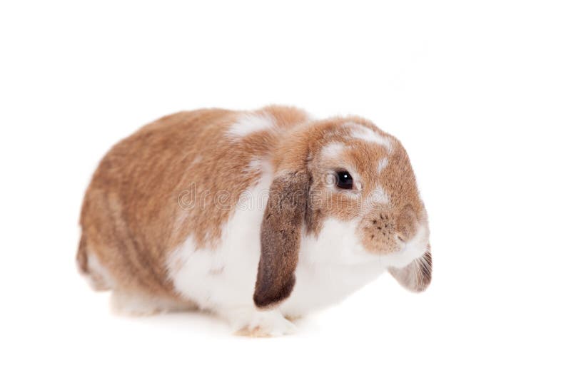 Brown And White Spotted Rabbit