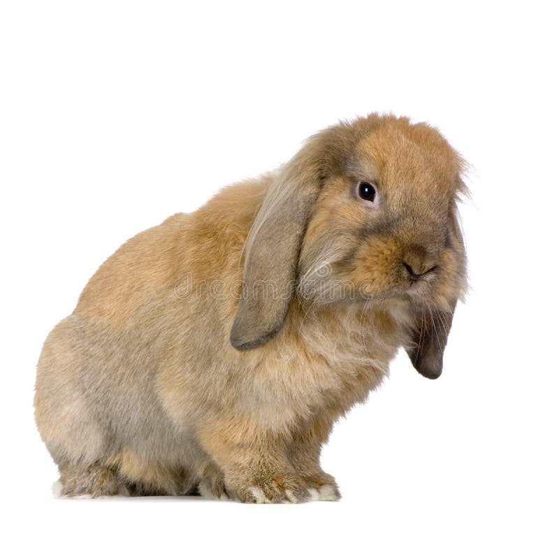 Yellow and blue budgie stock photo. Image of cute, studio - 2236988