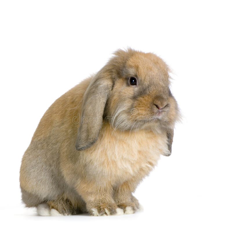 Lop Rabbit stock photo. Image of fine, rodent, smooth - 2275840