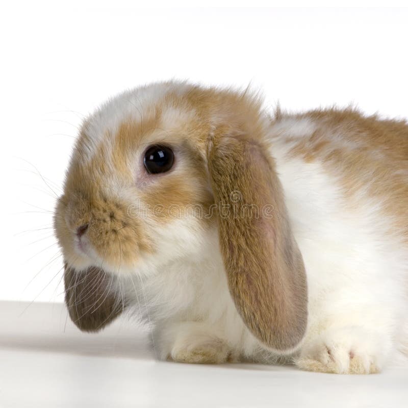 Angora lop-eared rabbit stock photo. Image of eyes, furry - 35184648