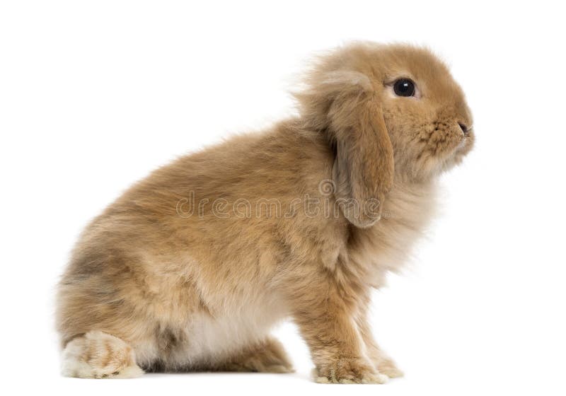 Lop Rabbit stock image. Image of white, animal, brown - 57025629