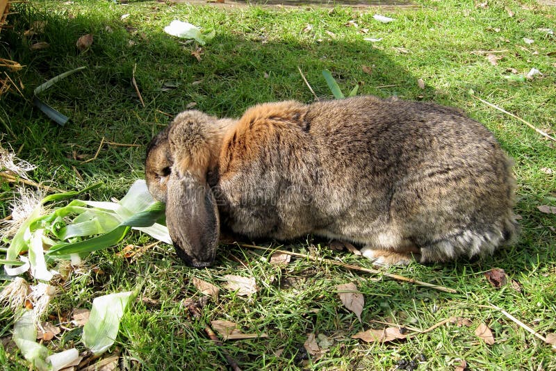 Rabbit in the garden stock image. Image of nature, gray - 26929867