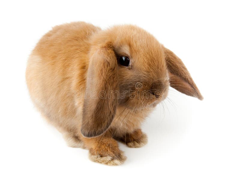 Miniature Cashmere Lop