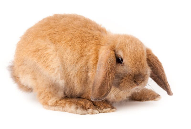 Lop rabbit stock image. Image of pretty, fluffy, isolated - 13469547