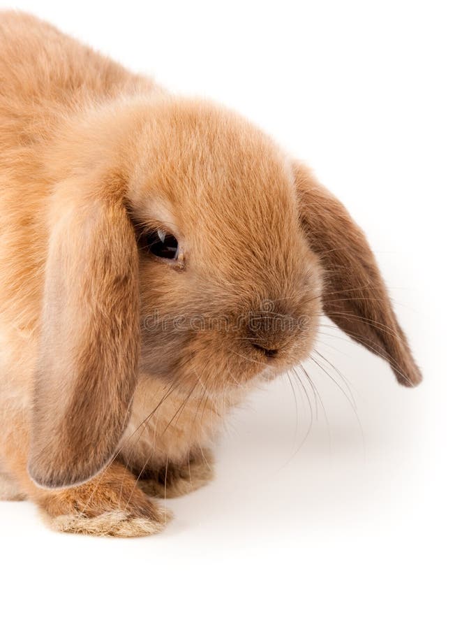 Lop-rabbit, Miniature Lop (Oryctolagus Cuniculus) Stock Photo - Image ...